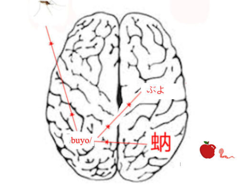 How Phoneme Encoding Differs in English, Chinese, and Japanese
